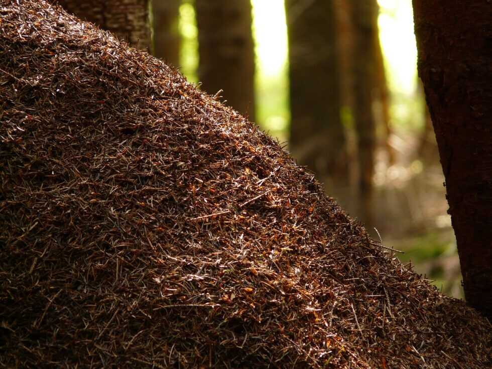Inside Of An Ant Hill: How Ant Colonies Work